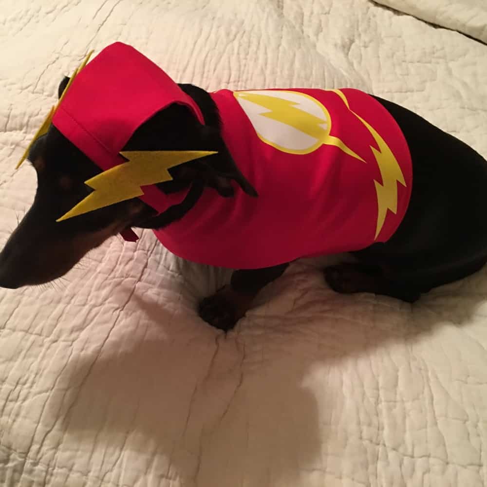 Small And Large Dog Costumes For Every Occasion - NoveltyStreet