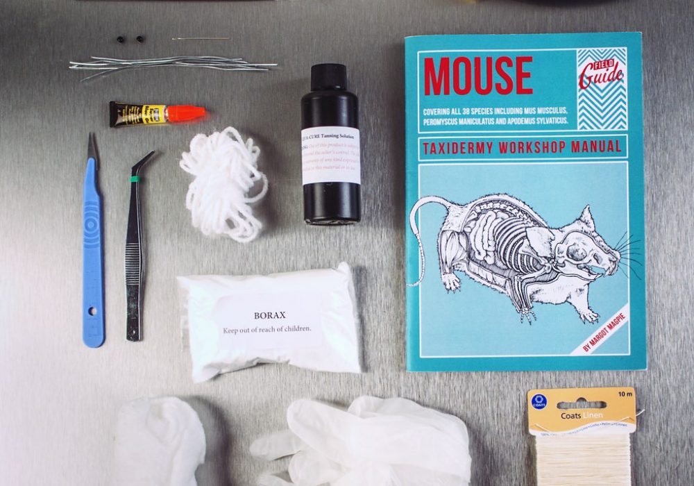 Mouse Taxidermy Kit - NoveltyStreet